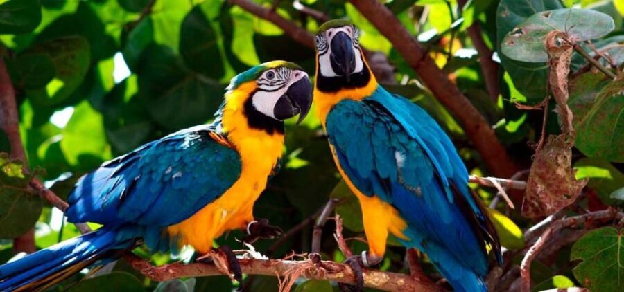 From Tambopata: parrots and macaws clay lick - Final Thoughts: Is This Tour for You?
