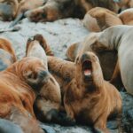 From Ushuaia: Beagle Channel Catamaran Tour - The Wildlife & Scenic Highlights