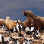 From Ushuaia: Penguin Watching Tour by Catamaran - Summary and Final Thoughts