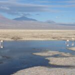 Full day Altiplanic Lagoons, Piedras Rojas and Chaxa Lagoon - The Surreal Beauty of the Altiplanic Lagoons