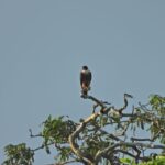 Full day Chuncho macaw clay lick ( big and colorful macaws) - Practical Details and What to Expect