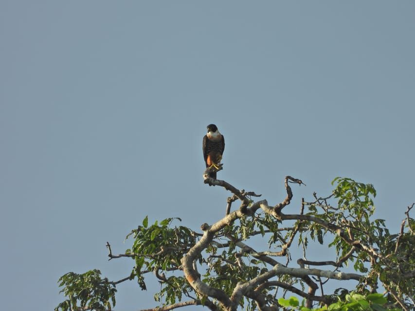 Full day Chuncho macaw clay lick ( big and colorful macaws) - Practical Details and What to Expect