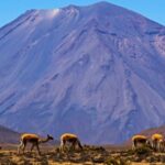 Full day excursion to the Salinas Lagoon Arequipa - The Practicalities: What’s Included and What’s Not