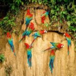 FULL DAY|| The Macaw Sanctuary in Tambopata - Who Should Consider This Tour?