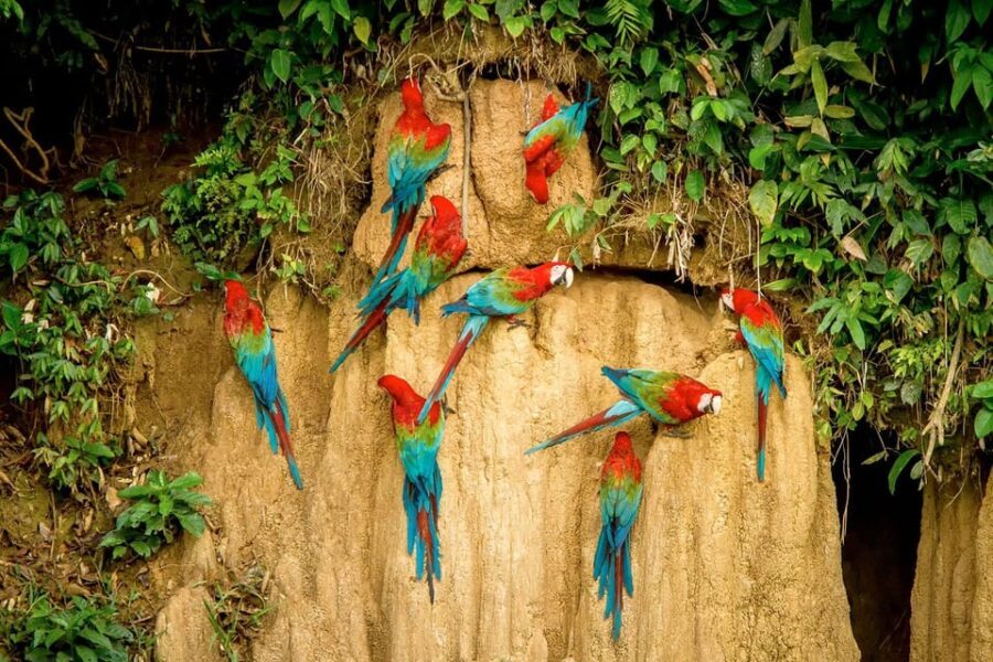 FULL DAY|| The Macaw Sanctuary in Tambopata - Who Should Consider This Tour?