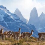 Full-Day Torres del Paine National Park from El Calafate - A Detailed Breakdown of the Itinerary