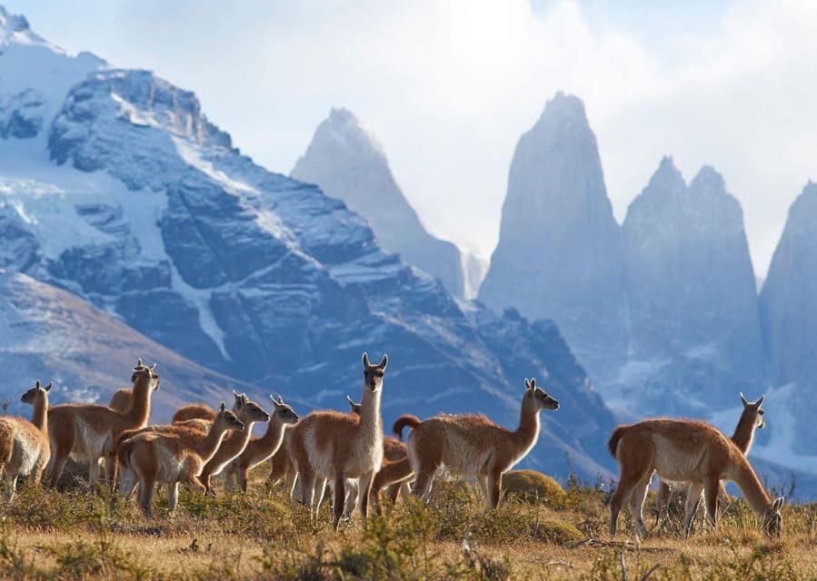 Full-Day Torres del Paine National Park from El Calafate - A Detailed Breakdown of the Itinerary