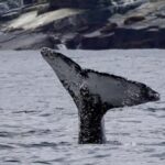 Full Day Whale Watching Marine Reserve Isla Chañaral - What Travelers Say: Authentic Reviews and Practical Tips