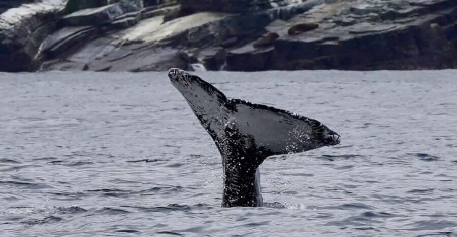 Full Day Whale Watching Marine Reserve Isla Chañaral - What Travelers Say: Authentic Reviews and Practical Tips