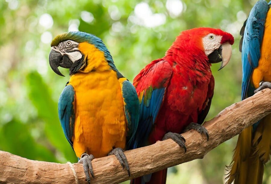 Guided Tour of the Bird Park (VIP) - What Makes the Bird Park Tour Stand Out?