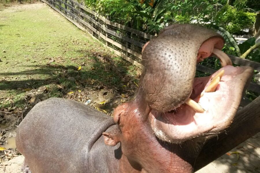 Hacienda Napoles: Full-Day Private Tour from Medellin - Who Is This Tour Best For?