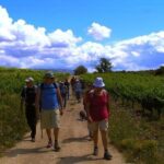Half Day Tour of Wineries and Olive Oil from Mendoza - What You’ll Love About This Tour