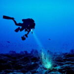 Hol Chan Marine Park night dive - Who is This Tour Best For?
