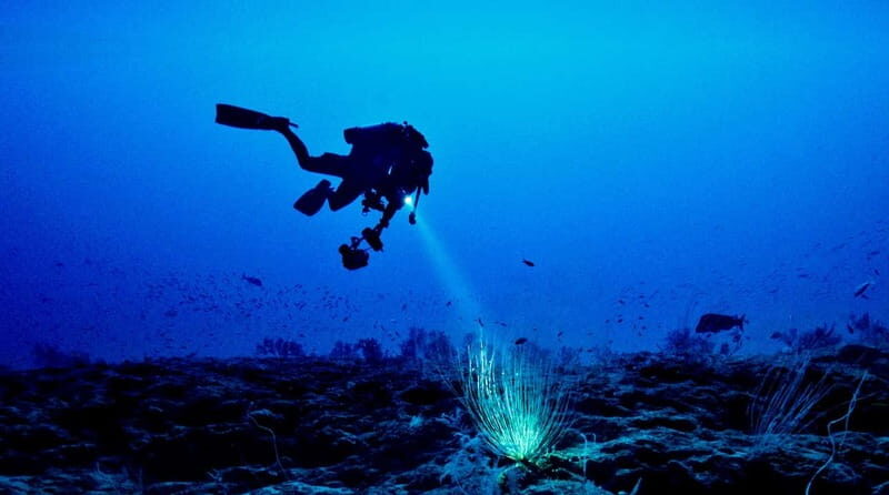 Hol Chan Marine Park night dive - Who is This Tour Best For?