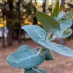 Horse ride through Sacsayhuaman, Qenqo and eucalyptus forest - Qenqo and the Archaeological Intrigue
