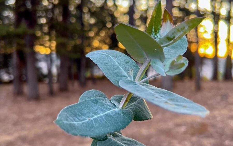 Horse ride through Sacsayhuaman, Qenqo and eucalyptus forest - Qenqo and the Archaeological Intrigue