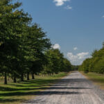 Horses, Asado & Nature. A day at a thoroughbred farm - What to Expect at Haras Chenaut