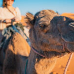 Ica / Huacachina: Camel Ride in the Peruvian Desert - The Itinerary Breakdown