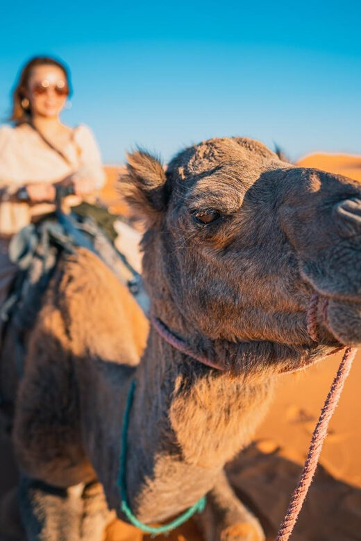 Ica / Huacachina: Camel Ride in the Peruvian Desert - The Itinerary Breakdown