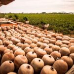 Ica: Private City Tour & Wine Tasting - What Makes This Tour Stand Out?