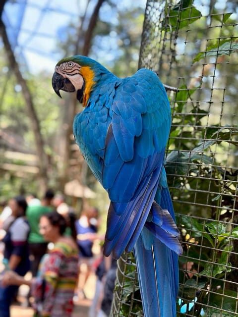 Iguazu Falls: 2-Day Combo to Argentine/Brazilian/Bird Park - The Nuts and Bolts: Transportation, Guides, and Logistics