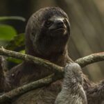 Iquitos: 2 Days and 1 Night Guided Amazon Jungle Tour - Considerations and Limitations