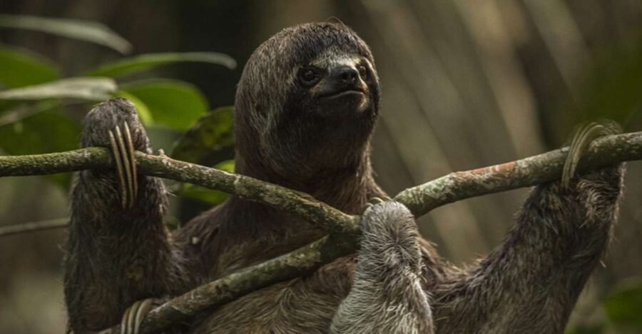 Iquitos: 2 Days and 1 Night Guided Amazon Jungle Tour - Considerations and Limitations