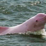 Iquitos || 2 days in the Amazon, natural wonder of the world - What Makes This Tour a Good Choice?