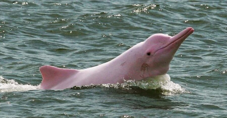 Iquitos || 2 days in the Amazon, natural wonder of the world - What Makes This Tour a Good Choice?