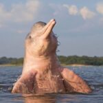 Iquitos: 3 Days and 2 Nights Guided Amazon Jungle Tour - Who Will Love This Tour?