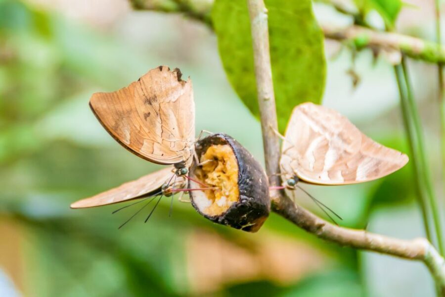 Iquitos: 6-Hour Amazon River Tour w/ Belén & Butterfly Farm - Insights on Value and Experience