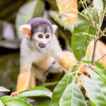 Iquitos: Full Day Pacaya Samiria National Reserve Tour - Practical Details and Considerations