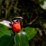 Iquitos: Full-Day Poisonous Frogs Valley Tour - Final Thoughts: Who Will Love This Tour?