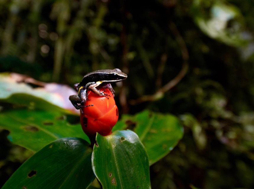 Iquitos: Full-Day Poisonous Frogs Valley Tour - Final Thoughts: Who Will Love This Tour?