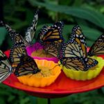Iquitos: Pilpintuwasi Butterfly Farm and Native Communities - Overall Value and Experience