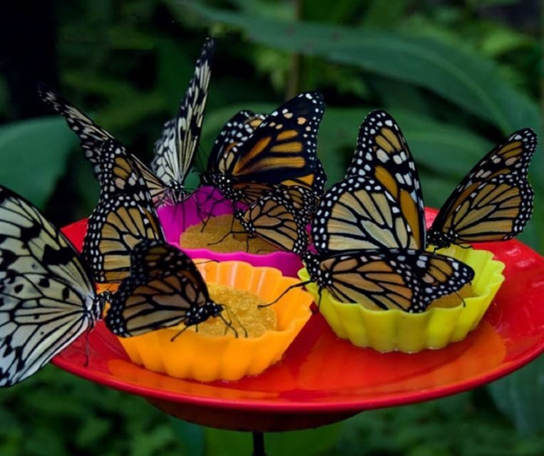 Iquitos: Pilpintuwasi Butterfly Farm and Native Communities - Overall Value and Experience