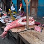 Iquitos: Visit the Exotic Belén Market + Venice Loretana - An In-Depth Look at the Tour