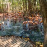Isla Barú: Beach Club Access and Tour of the National Aviary - The Practical Side: Sizing Up the Experience