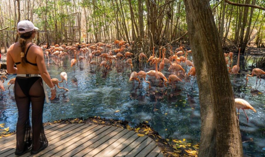 Isla Barú: Beach Club Access and Tour of the National Aviary - The Practical Side: Sizing Up the Experience