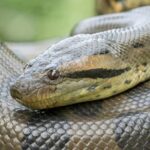 Jungle Iquitos 3D |Boating+Piranha Fishing+Night Excursion| - What to Expect from the 3-Day Amazon Jungle Tour