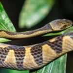 Jungle Night Walk/ Nocturnal wildlife and jungle sounds - The Sum Up