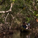 La Boquilla: 3-Hour Canoe Tour through the Mangroves - What to Bring and What to Expect