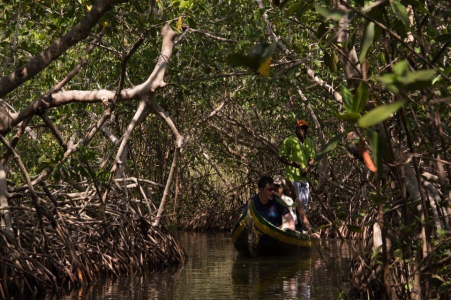 La Boquilla: 3-Hour Canoe Tour through the Mangroves - What to Bring and What to Expect