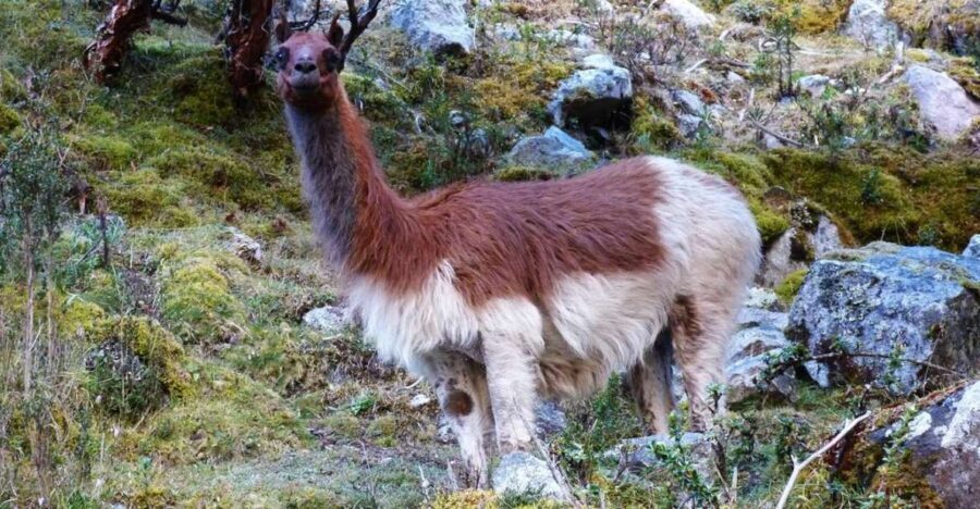 Lares Trek to Machu Picchu 4 D/3 N - The Itinerary in Detail