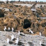 Lima: Ballestas Islands, Winery and Nazca Lines Private Tour - The Nazca Lines: From Video to Flying High