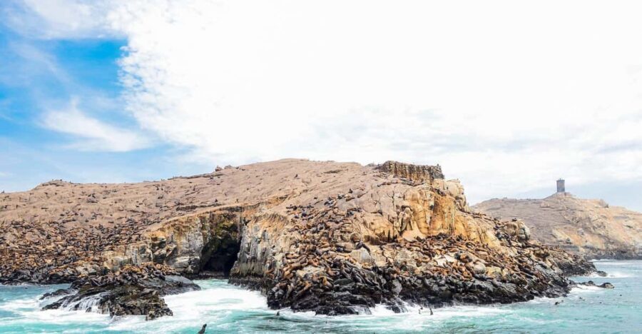Lima : Islas Palomino - Swim with the Sea Lions - What’s Included and What’s Not
