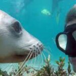 Lima | Islas Palomino Tour | Swim with Sea Lions - Who Will Love This Experience?