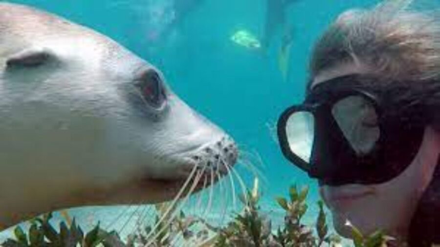 Lima | Islas Palomino Tour | Swim with Sea Lions - Who Will Love This Experience?