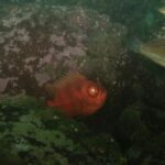 Lima: Night Dive in Pucusana - The Practicalities: What’s Included and What to Consider