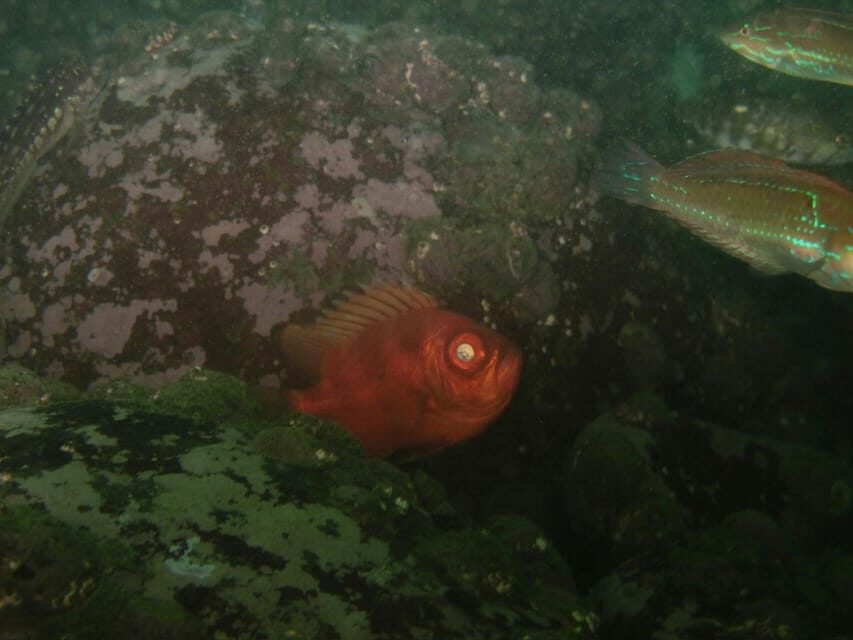 Lima: Night Dive in Pucusana - The Practicalities: What’s Included and What to Consider